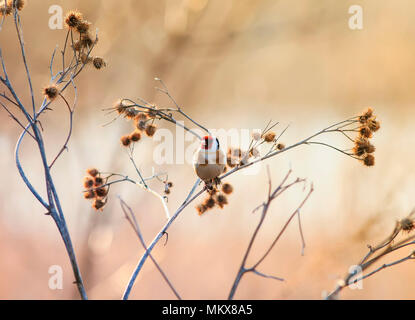A sparrow sits on a bush on a sunny winter day Stock Photo - Alamy