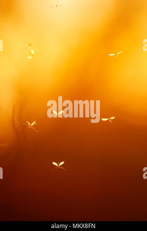 Insects against a sunset sky background Stock Photo - Alamy
