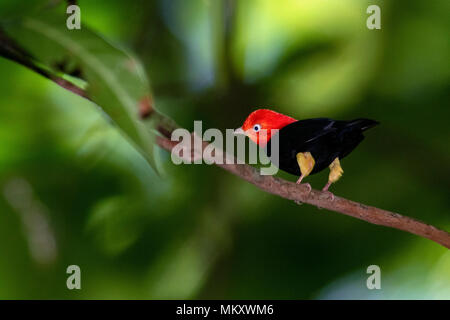 Red-capped manakin (Ceratopipra mentalis) male performing moonwalk ...