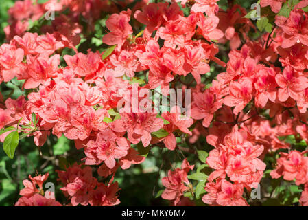 azalea Rhododendron kaempferi Stock Photo - Alamy