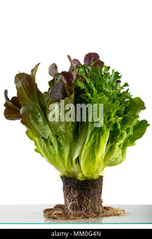 Trio of Living lettuce on white background Stock Photo - Alamy