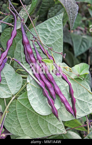 Texture of red beans. purple long beans for food background Stock Photo ...