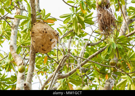 Wasp nest on a tree in the forest with a small opening hole Stock Photo ...