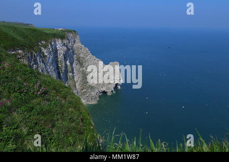 RSPB Bempton Cliffs Stock Photo - Alamy
