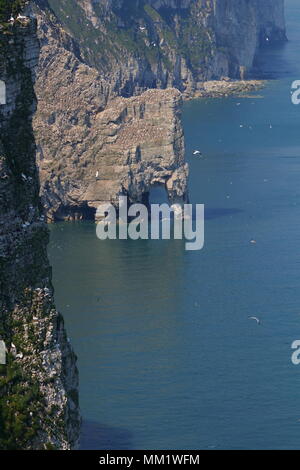 Seabirds at the RSPB nature reserve at Bempton Cliffs in Yorkshire, as ...