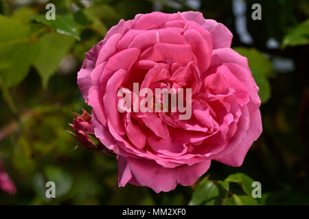 Climbing rose (Rosa Parade Stock Photo - Alamy