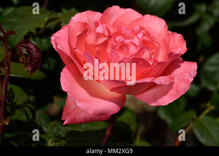 Pink Panther rose Stock Photo - Alamy