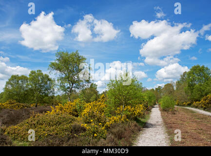 Westleton Heath, Suffolk, England, UK Stock Photo - Alamy