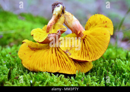 rare phylloporus rhodoxanthus mushroom, commonly known as the gilled ...