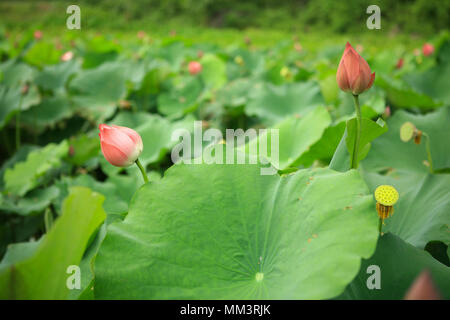 The Pink Lotus in the Green Lotus leaves in summer Stock Photo - Alamy