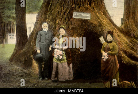 General Fremont and tree, Santa Cruz, California, USA Stock Photo - Alamy