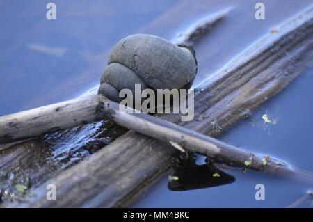 Snail on a log in the water Stock Photo - Alamy