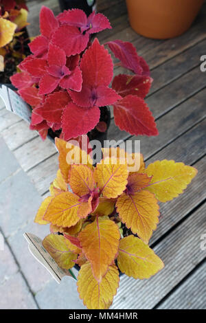 Beautiful red leaves of Coleus 'Ruby Punch' plant Stock Photo - Alamy