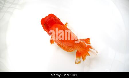 Fat gold fish with white background Stock Photo - Alamy