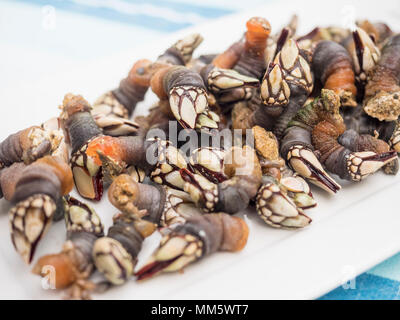 Percebes or Goose Barnacles a Spanish food delicacy especially in Stock ...