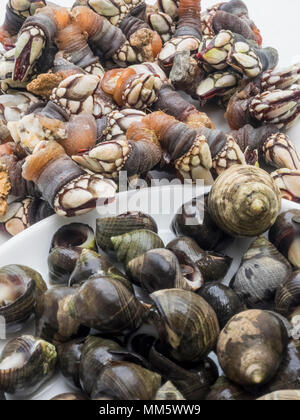 Common periwinkle with barnacles on its shell leaving a track on a wet ...