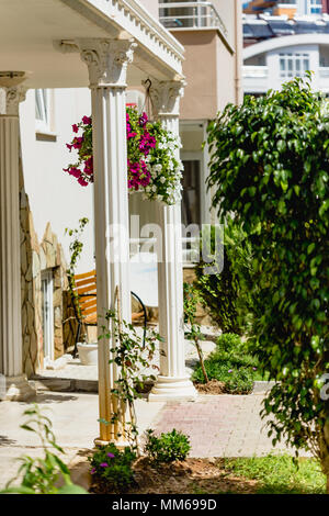 A closeup shot of colorful petunia flowers Stock Photo - Alamy