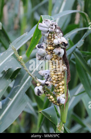 corn smut at ear of maize, a fungus infection and as huitlacoche a ...