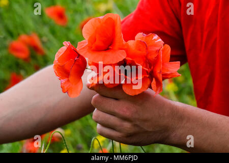 Tearing the poppies for a bouquet. Poppy flowers in the clearing ...
