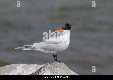 An Adult Royal Tern in breeding plumage Stock Photo - Alamy