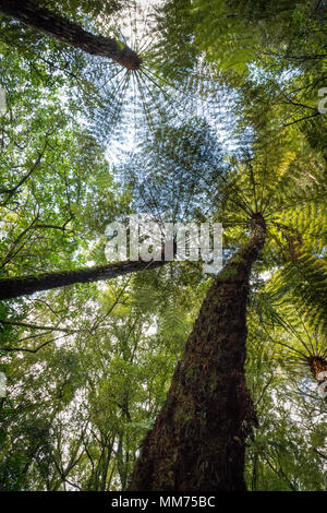 Ponga Tree Trunk Stock Photo - Alamy