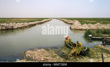 Mesopotamian Marshes, habitat of Marsh Arabs aka Madans near Basra Iraq ...