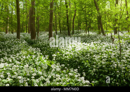 Brumby Wood, Scunthorpe, UK. 10th may 2018. UK Weather: Early morning ...