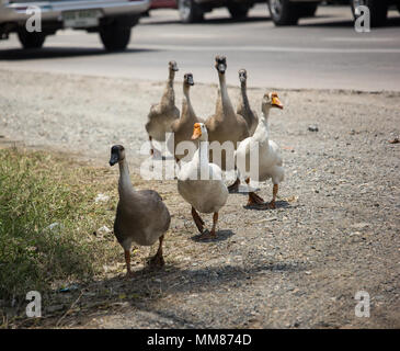 Group of Duck walking near highway road Stock Photo - Alamy