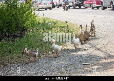 Group of Duck walking near highway road Stock Photo - Alamy