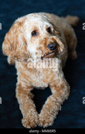 Studio portrait cute brown Cockapoo puppy with wavy hair Stock Photo ...