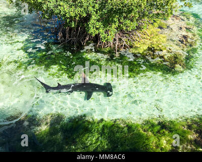 Hammerhead shark swimming on the surface of the shore of Naples ...