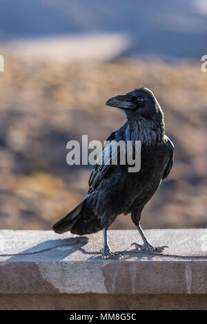 A Raven at the Painted Desert, Arizona Stock Photo - Alamy