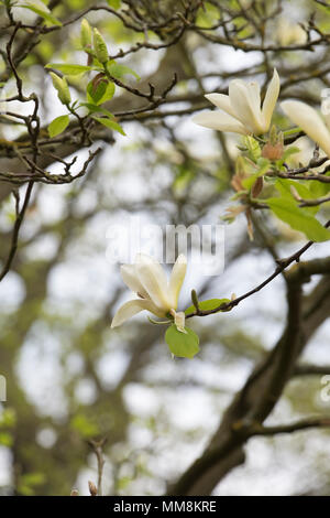 Magnolia Yellow Fever Stock Photo - Alamy