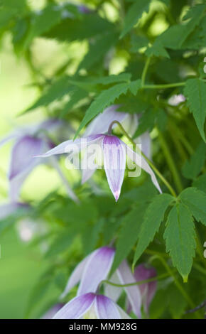 Downy clematis (Clematis macropetala Stock Photo - Alamy