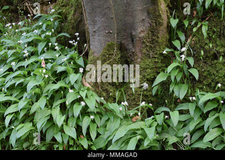 Spring woodland with wild garlic Wadebridge Cornwall Stock Photo - Alamy