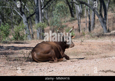 Scrub bull by the side of the road in Palmer River Goldfield, near ...