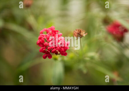 The Panama rose (Pink Bush Penta) or Fragrant Pink Panama Rose flower ...
