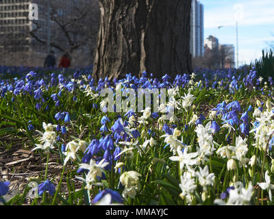 Blue early spring flowers of Siberian squill, Wood squill, Scilla ...