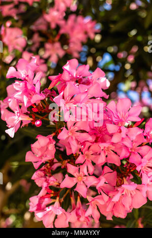 Closeup shot of oleander shrub with red buds and leaves covered with ...