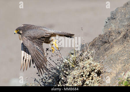 Peregrine Falcon (Falco peregrinus) taking off from cliff side in ...