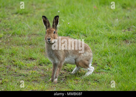Irish Hare - Rathlin Island Stock Photo - Alamy