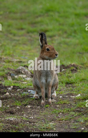Irish Hare - Rathlin Island Stock Photo - Alamy