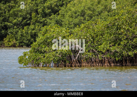 The prop roots of mangrove trees, Rhizophora mangle, provide habitat ...