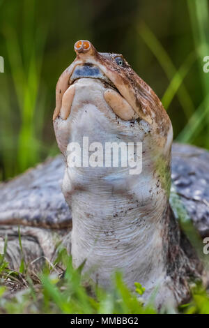 Female Florida Softshell Turtle Laying Eggs Stock Photo - Alamy