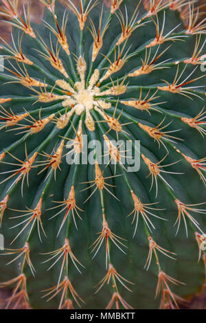 Cactus Ferocactus Histrix Stock Photo: 24870913 - Alamy