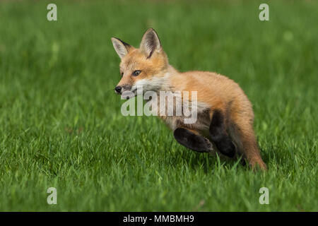 Cute baby fox in spring Stock Photo - Alamy