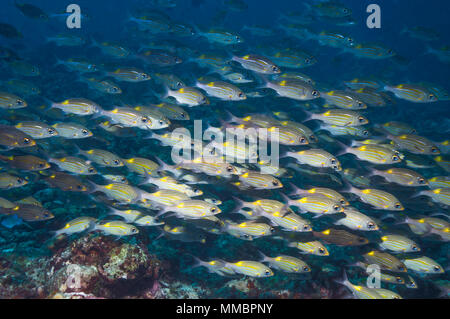 Striped monocle bream or Spinecheek (Scolopsis lineata) Bunaken ...