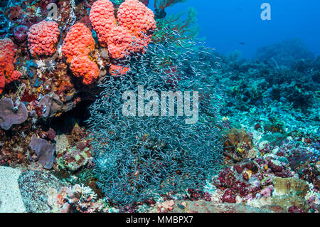 Convict blenny [Pholidichthys leucotaenia] juveniles emerging from ...