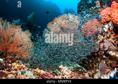 Convict blenny [Pholidichthys leucotaenia] juveniles emerging from ...