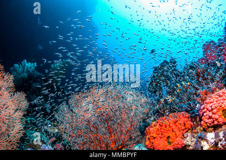 Convict blenny [Pholidichthys leucotaenia] juveniles emerging from ...